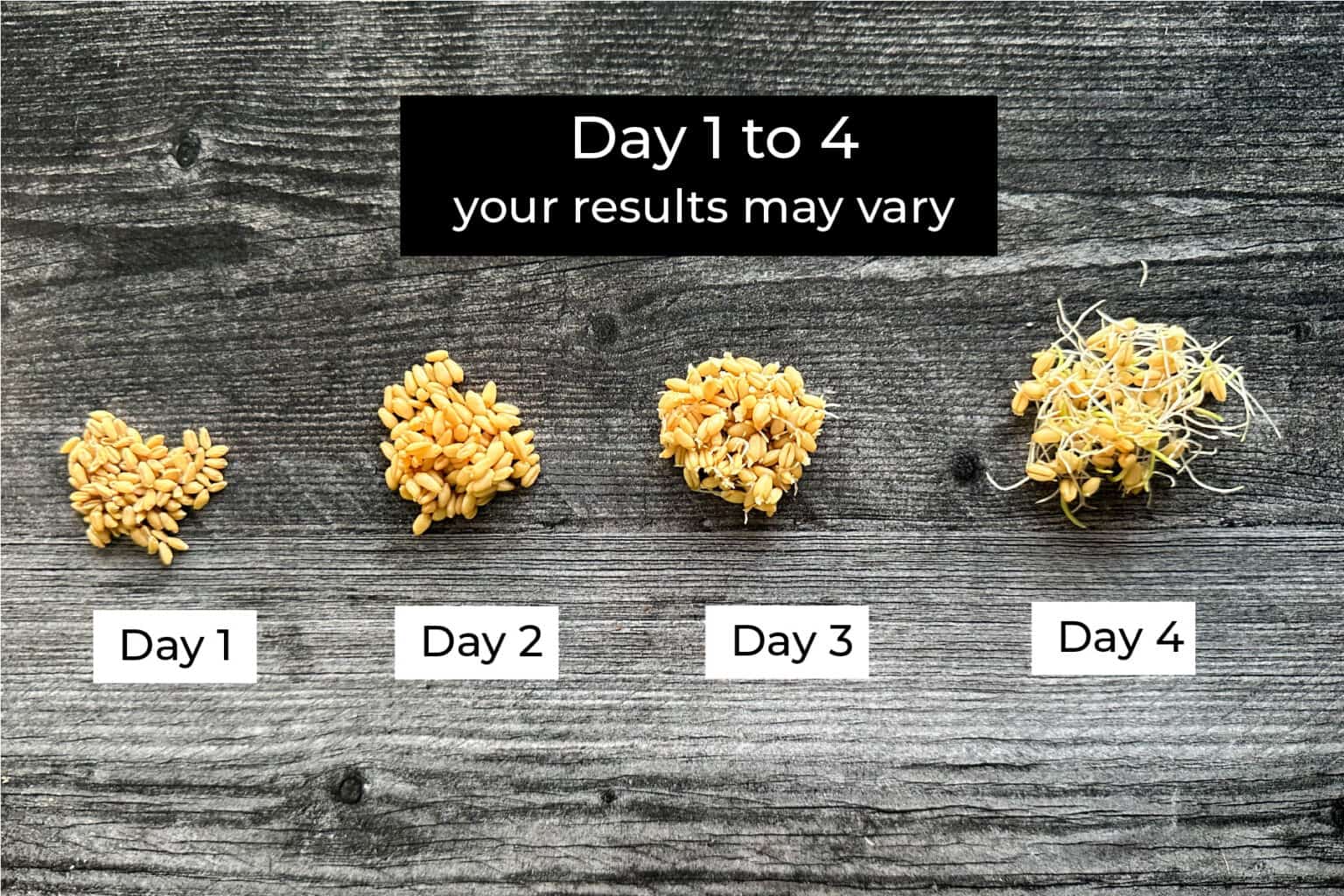 Samanoo (Persian Wheat Sprout Pudding Recipe) - Mulberry Blvd