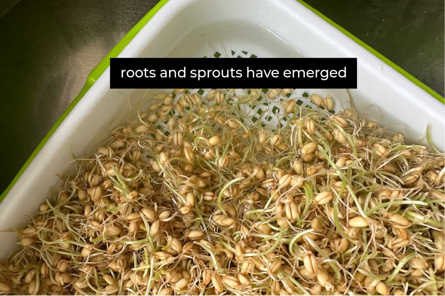 Samanoo (Persian Wheat Sprout Pudding Recipe) - Mulberry Blvd